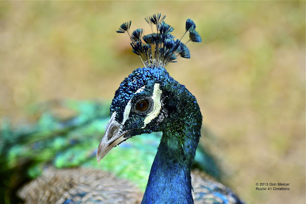Indian peafowl | Project Noah