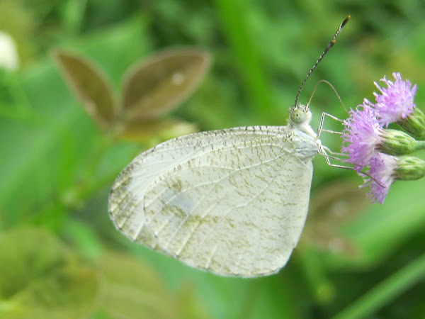 Psyche Butterfly | Project Noah