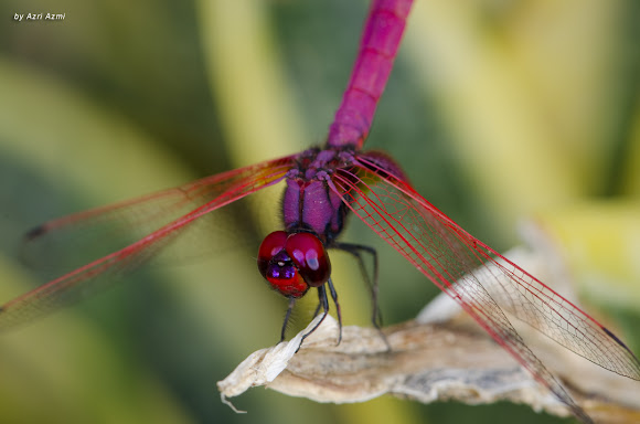 Common Scarlet | Project Noah