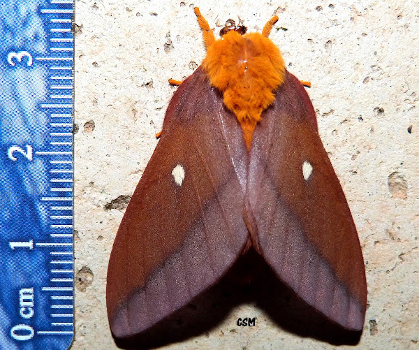 Pink-Striped Oakworm Moth | Project Noah