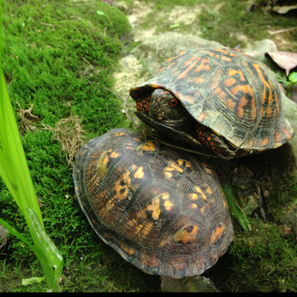Eastern box turtle | Project Noah