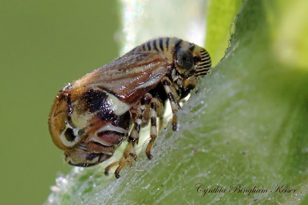 Froghopper | Project Noah