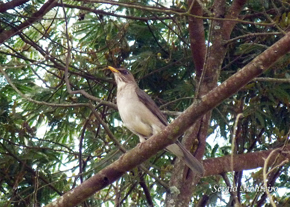 Sabiá-poca (Creamy-bellied Thrush) | Project Noah