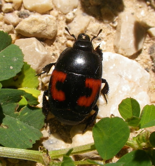 Clown beetle | Project Noah
