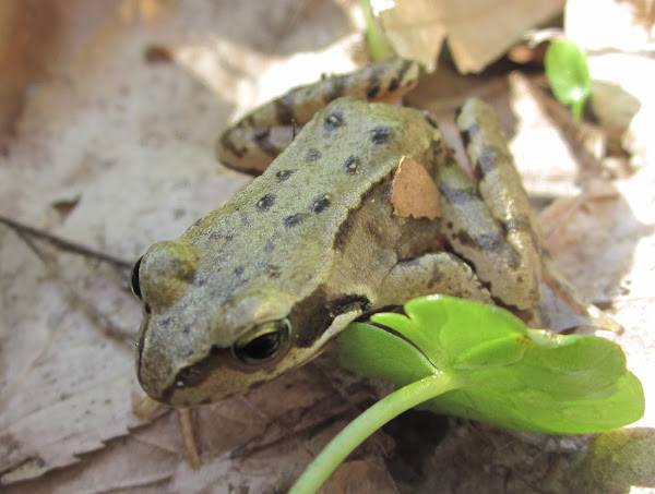 Edible Frog | Project Noah