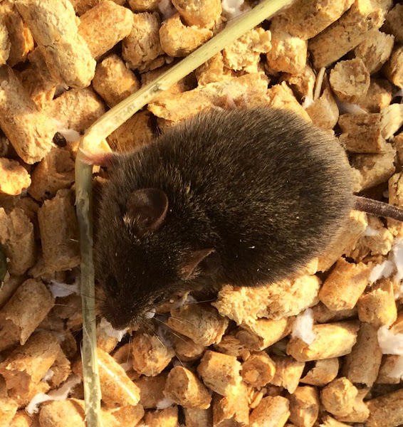 Northern Pygmy Mouse | Project Noah