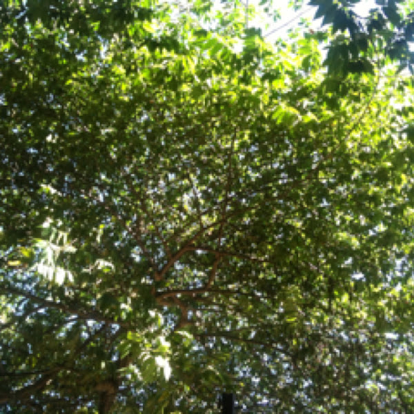 Alatiris | Project Noah