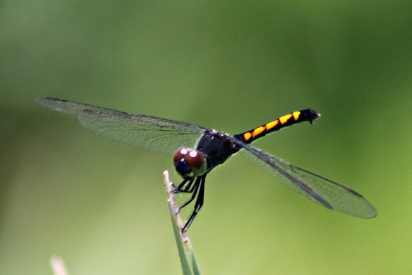 Seaside Dragonlet Dragonfly | Project Noah