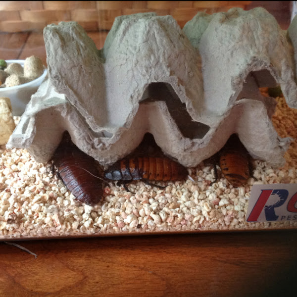 Hissing Cockroach | Project Noah