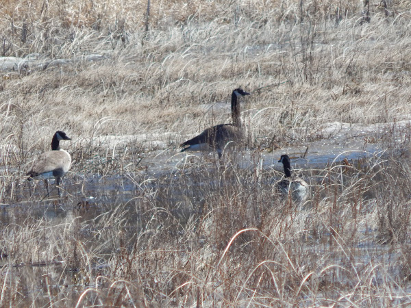 Canada Geese | Project Noah