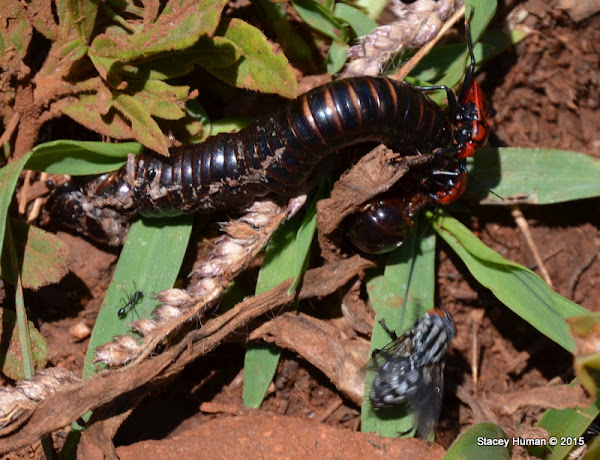 A shongololo feast! | Project Noah