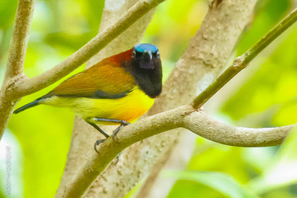 Flaming Sunbird | Project Noah