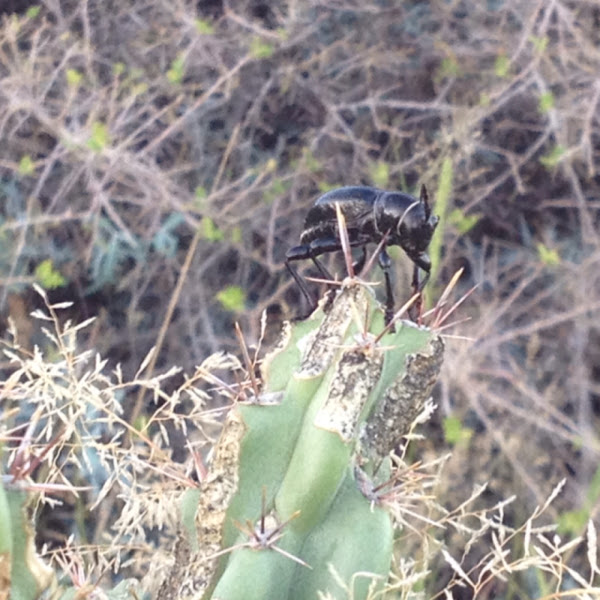 Cactus Longhorned Beetles | Project Noah