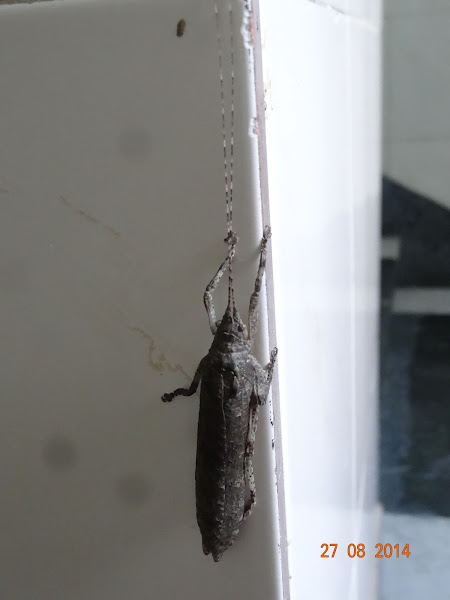 Katydid | Project Noah