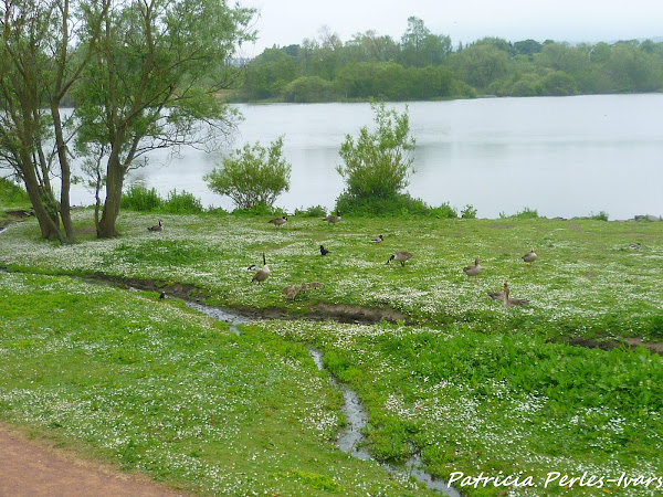 Canada Goose | Project Noah