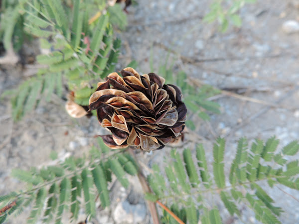 Bundleflower Seed | Project Noah