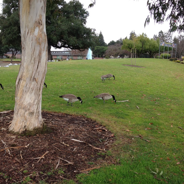 Canada goose | Project Noah