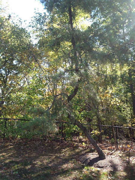 Red Pine | Project Noah