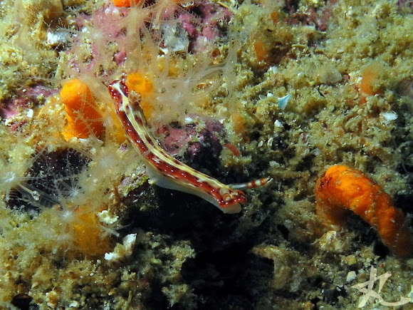 Spotted Hypselodoris | Project Noah