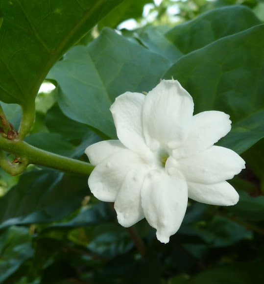 Jasmine | Project Noah