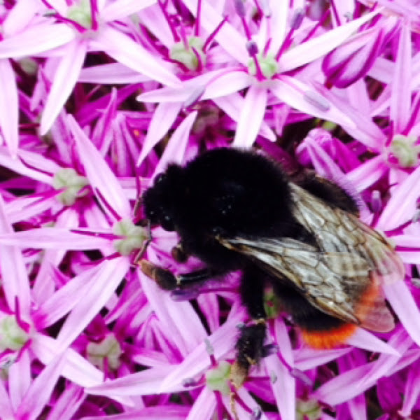 Red-tailed bumblebee | Project Noah