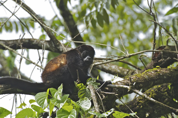 Mono Congo, Mono Aullador. | Project Noah