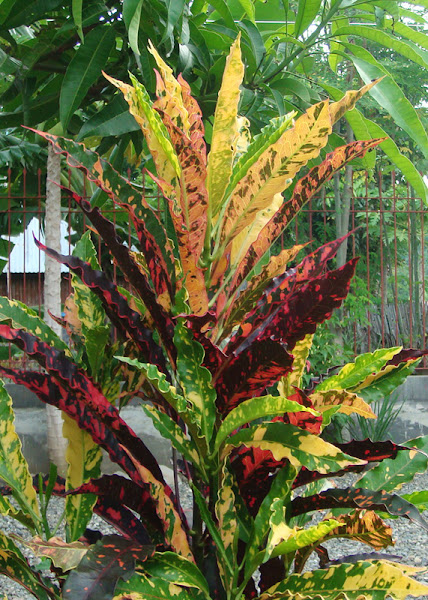 Garden Croton | Project Noah