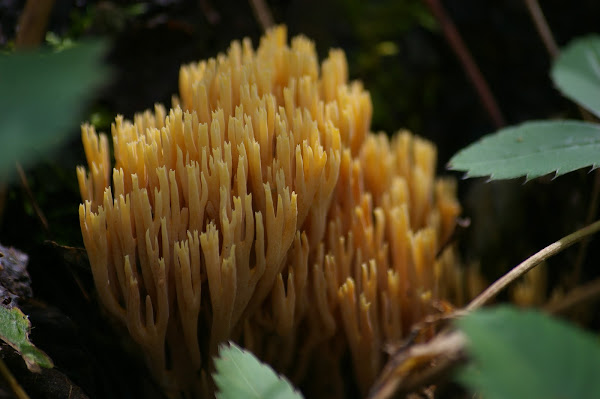 Coral Fungus | Project Noah