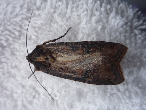 Polilla de la ropa | Project Noah