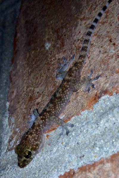 Mediterranean House Gecko | Project Noah