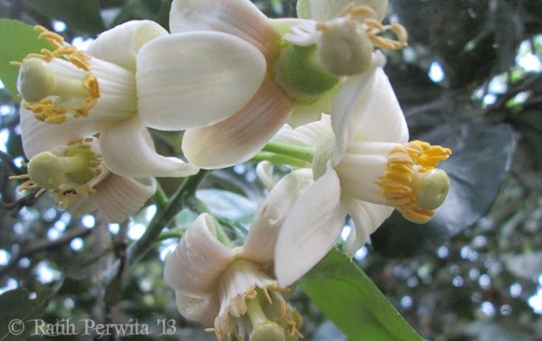 Bunga Jeruk Bali | Project Noah