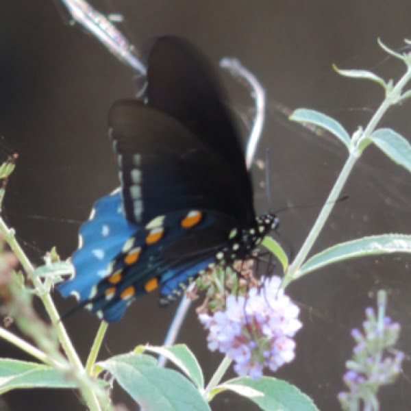 Pipevine Swallowtail male | Project Noah