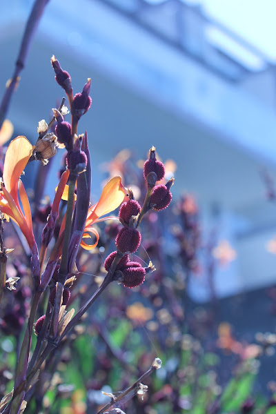 Unknown plant | Project Noah