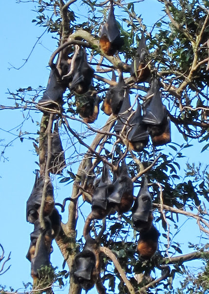 Grey-headed Flying Fox (colony July 2013) | Project Noah