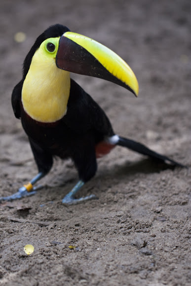 Chestnut-mandibled Toucan | Project Noah