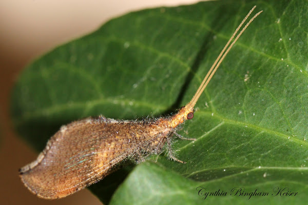 Beaded Lacewing | Project Noah