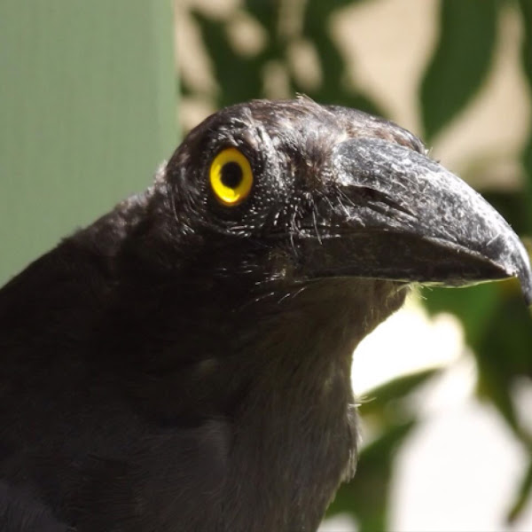 Currawong | Project Noah