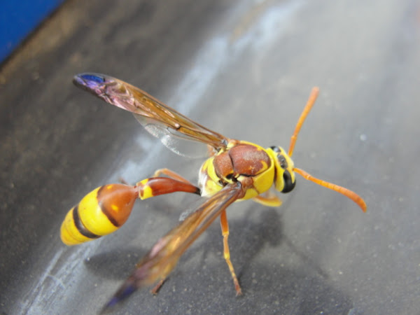 Indian Potter Wasp | Project Noah