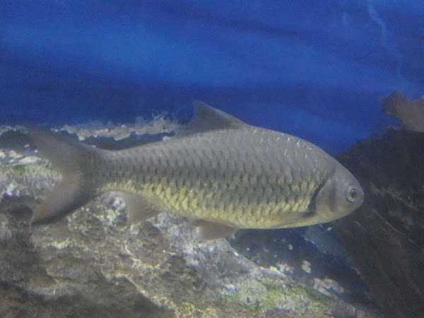 Bonylip Barb | Project Noah