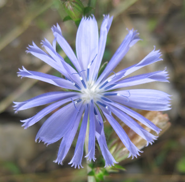 Common Chicory | Project Noah
