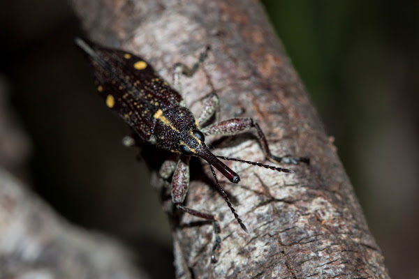 Two-Spotted Weevil | Project Noah