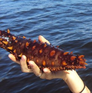 Giant Red Sea Cucumber | Project Noah