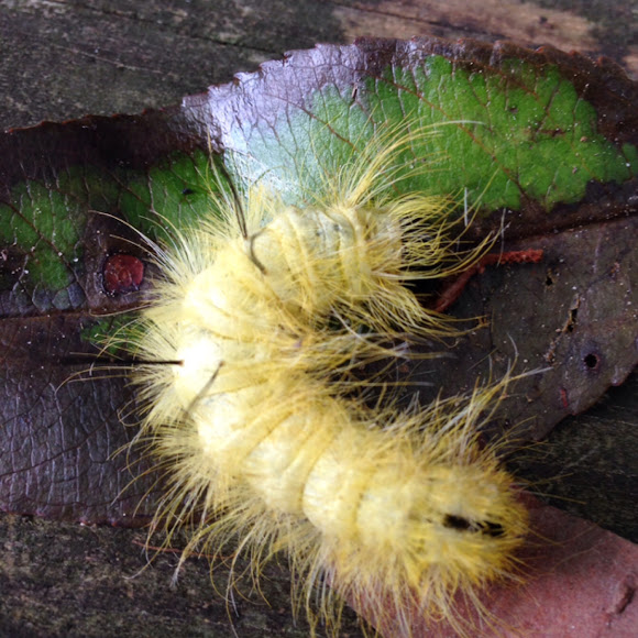 American Dagger Moth | Project Noah