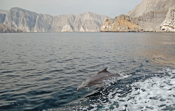 Indian humpback dolphin | Project Noah