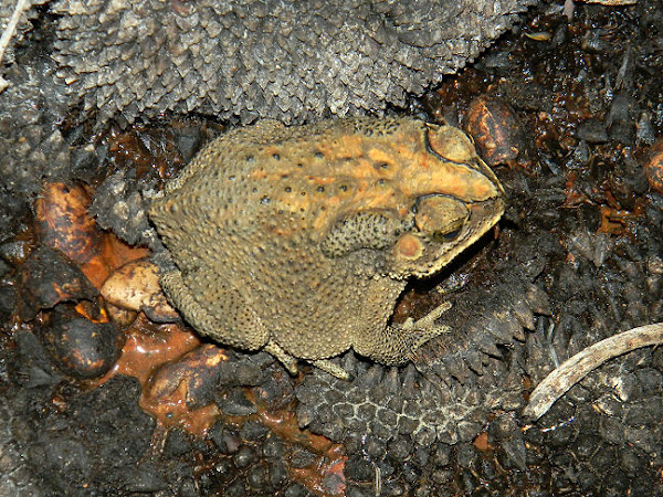 Southeast Asian toad, Asian common toad, spectacled toad | Project Noah