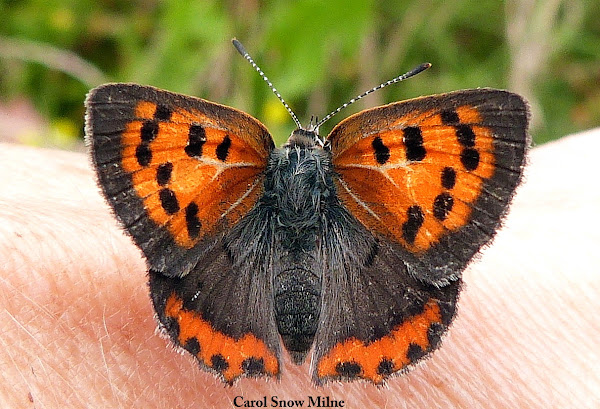 American Copper Butterfly | Project Noah