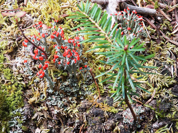 red-capped British soldiers lichens | Project Noah