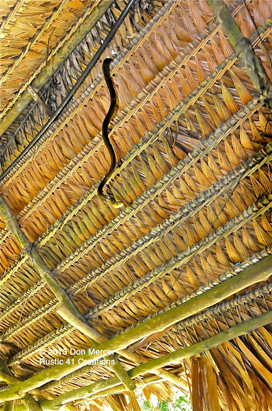 Yellow-bellied or olive whip snake | Project Noah