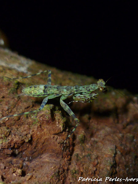 Bark mantis | Project Noah
