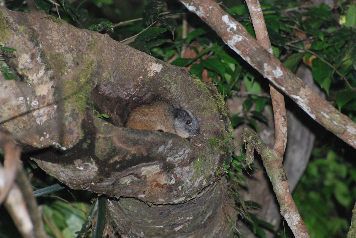 Yellow-crowned Brush-tailed Rat | Project Noah